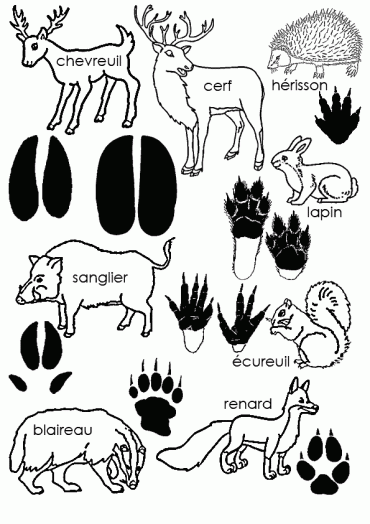 Recherche des traces d’animaux – Classes de Forêt de Wellin